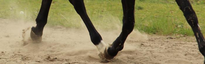Equine & Science - For equine professionals - Ultrasound diagnosis in ...