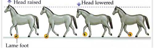 Equine & Science - For equine professionals - Back pain induced lameness or lameness induced ...