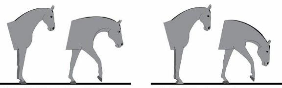 Equine & Science - For equine professionals - The equine neck and its ...