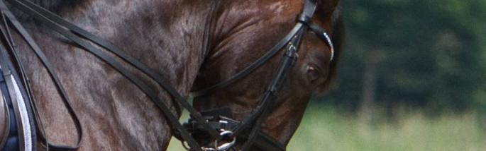 Equine & Science - For equine professionals - Head positions in elite ...